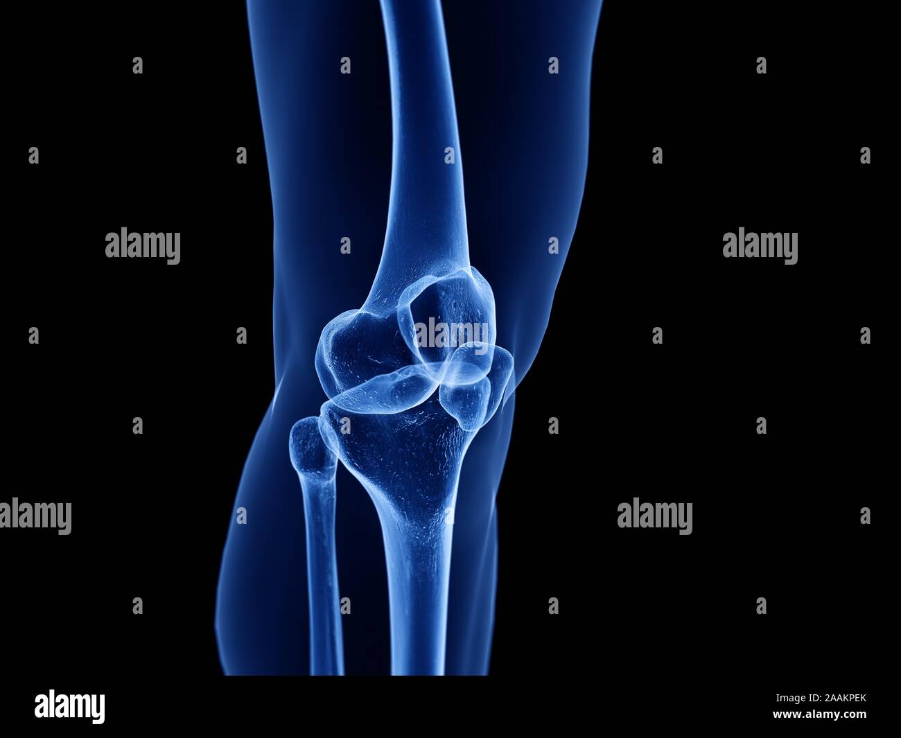 Healthy knee joint, computer illustration Stock Photo - Alamy