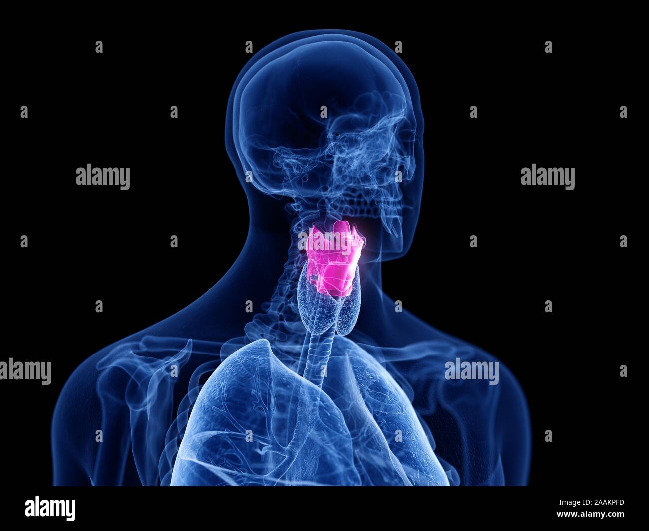 Human larynx, computer illustration Stock Photo - Alamy