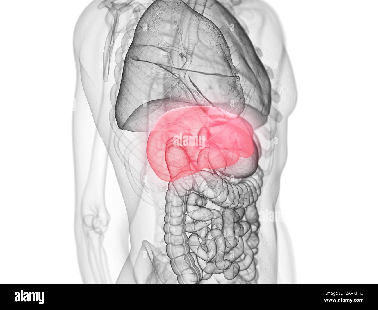 Liver, computer illustration Stock Photo - Alamy