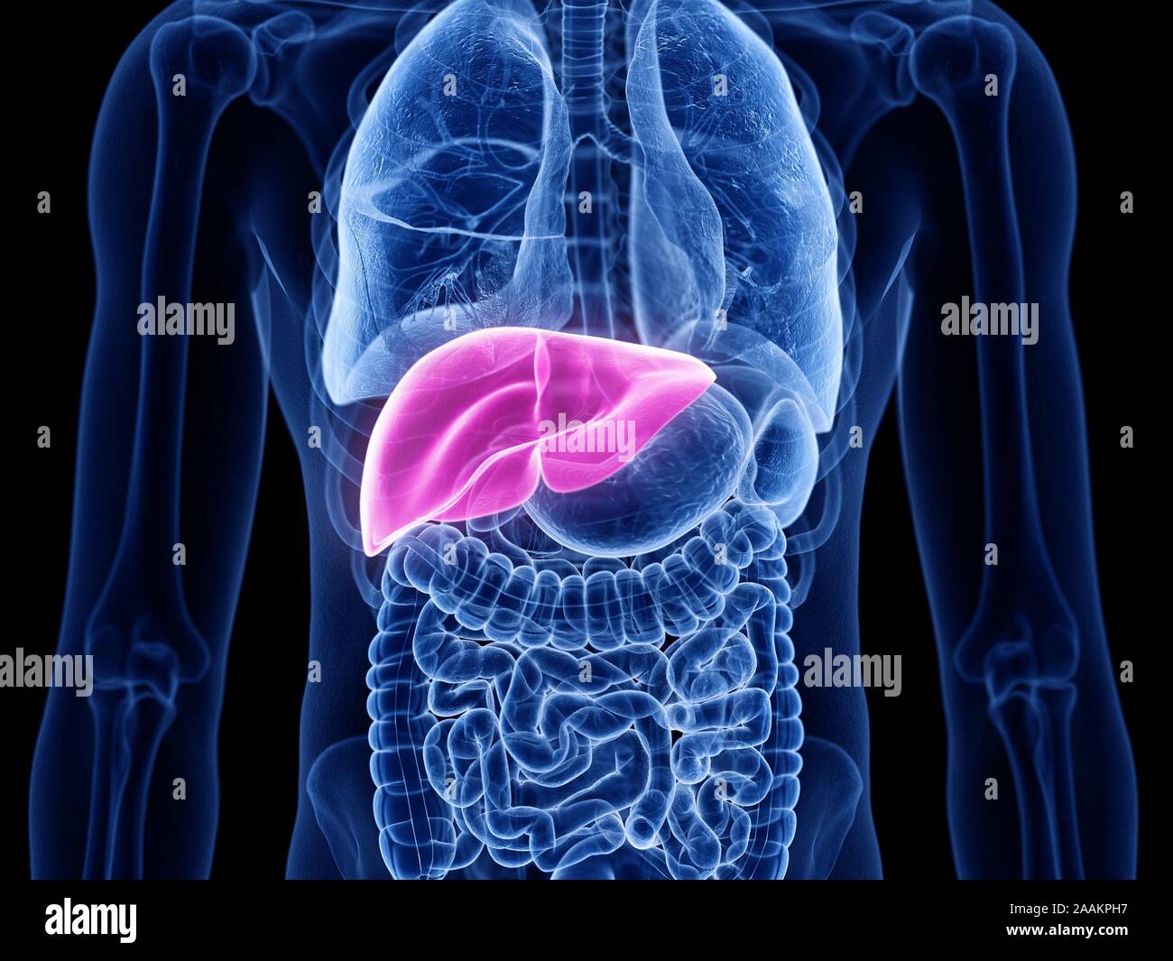 Liver, computer illustration Stock Photo - Alamy