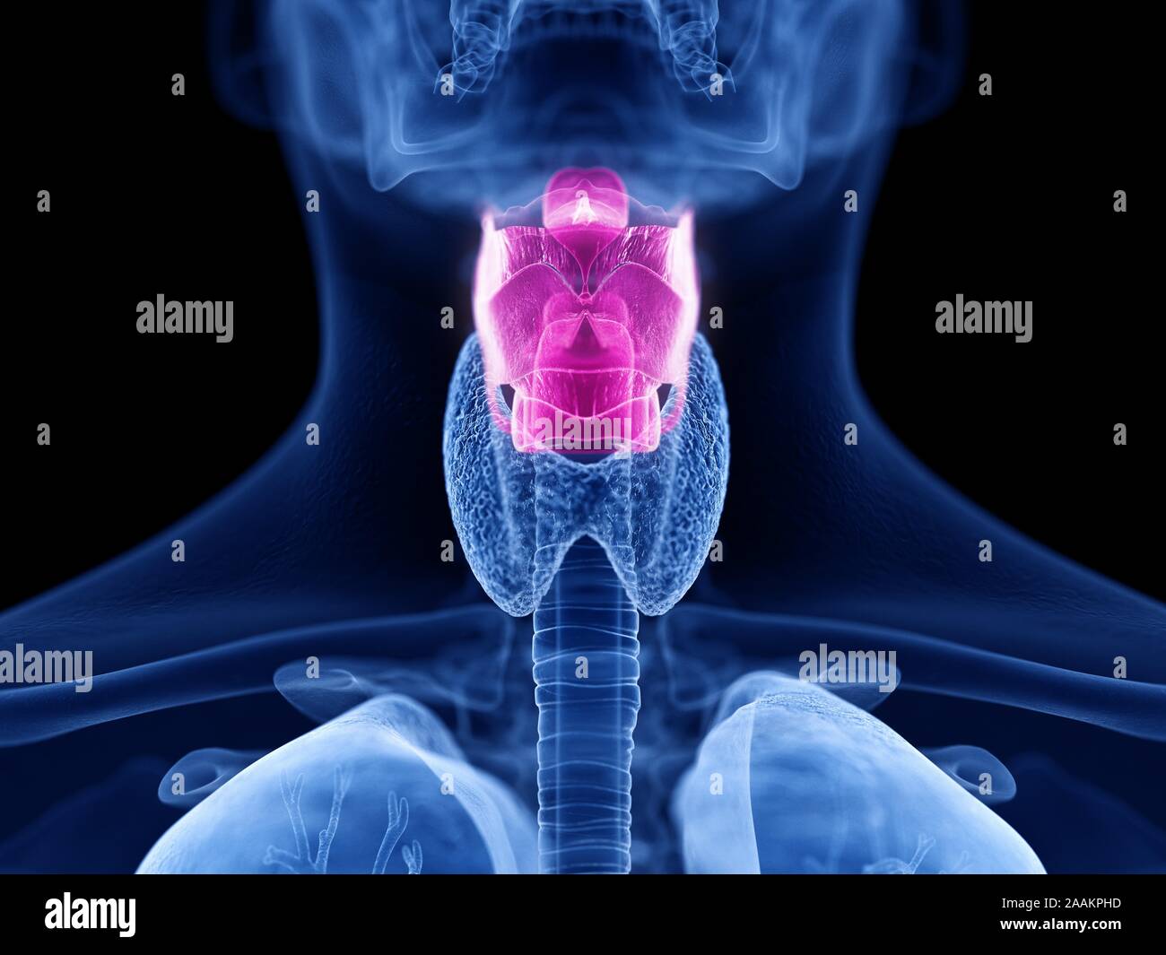 Human larynx, computer illustration Stock Photo - Alamy