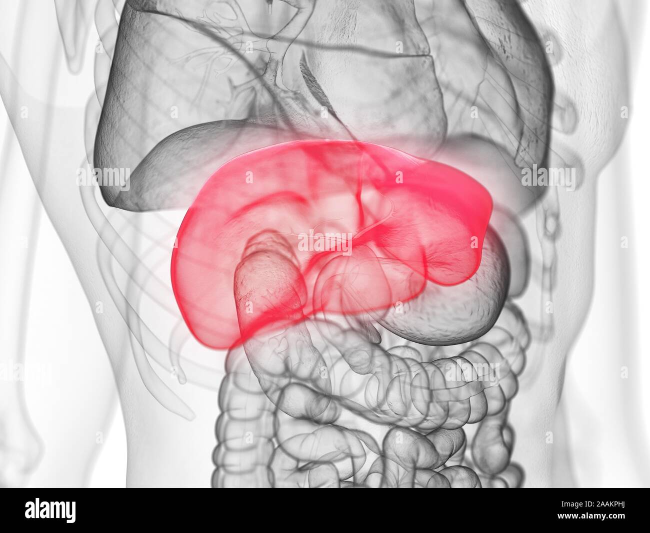 Liver, computer illustration Stock Photo - Alamy
