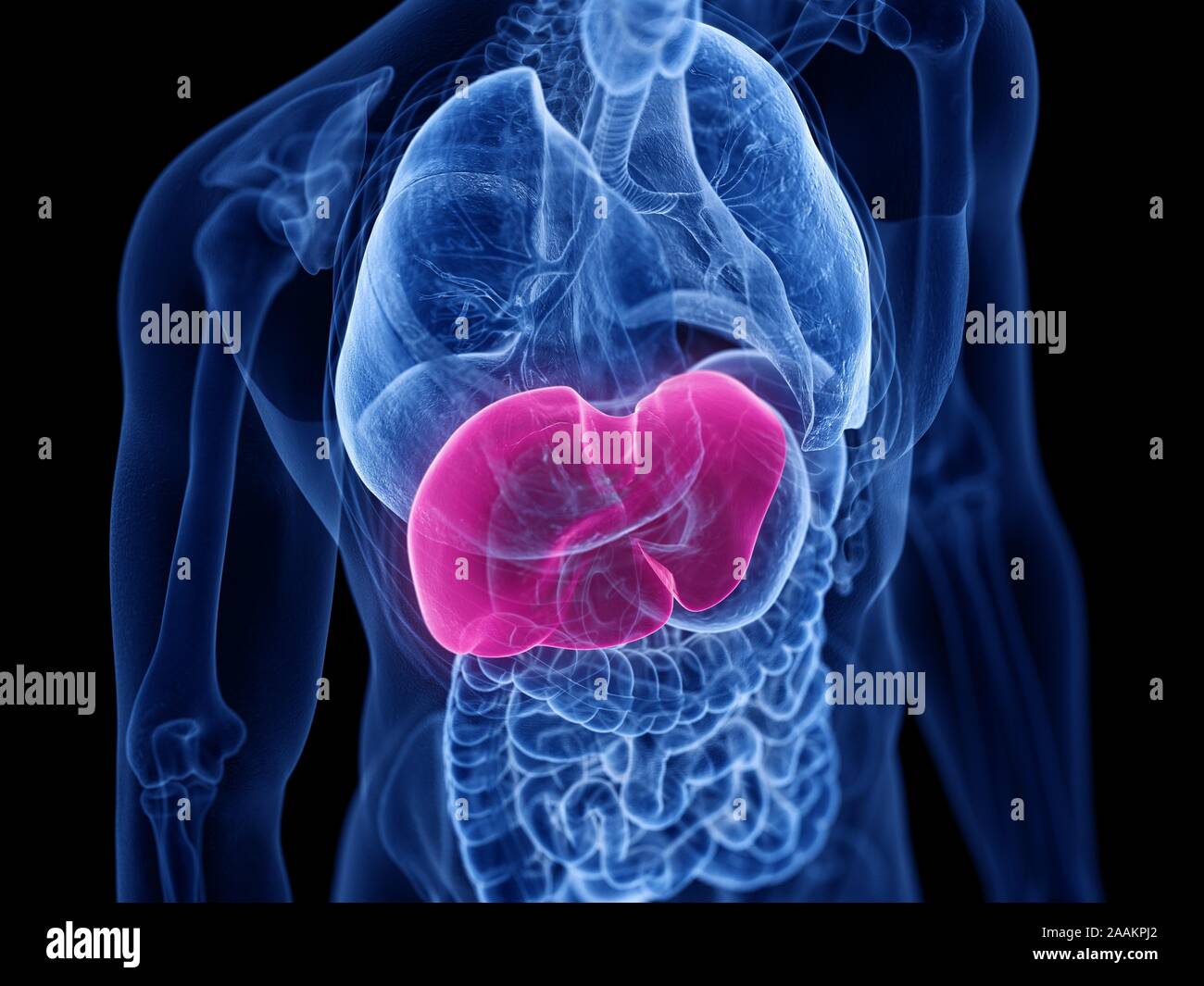 Liver, computer illustration Stock Photo - Alamy