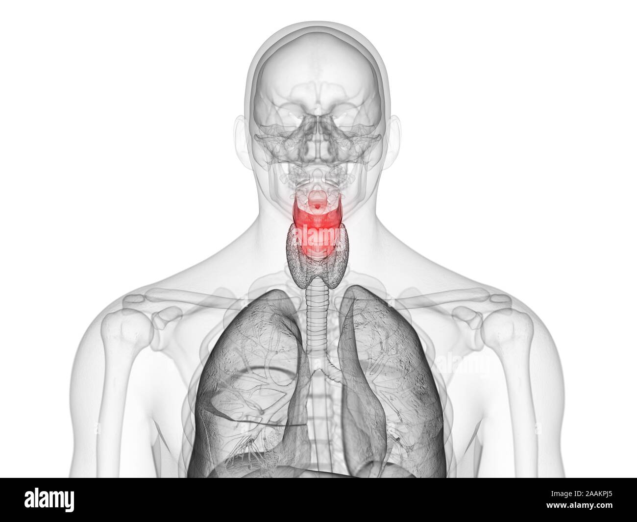 Human larynx, computer illustration Stock Photo - Alamy