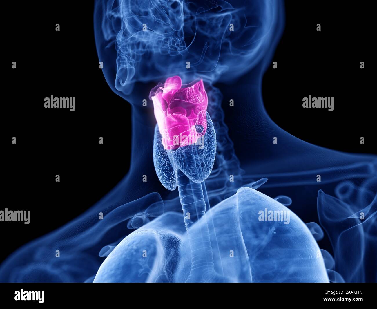 Human larynx, computer illustration Stock Photo - Alamy
