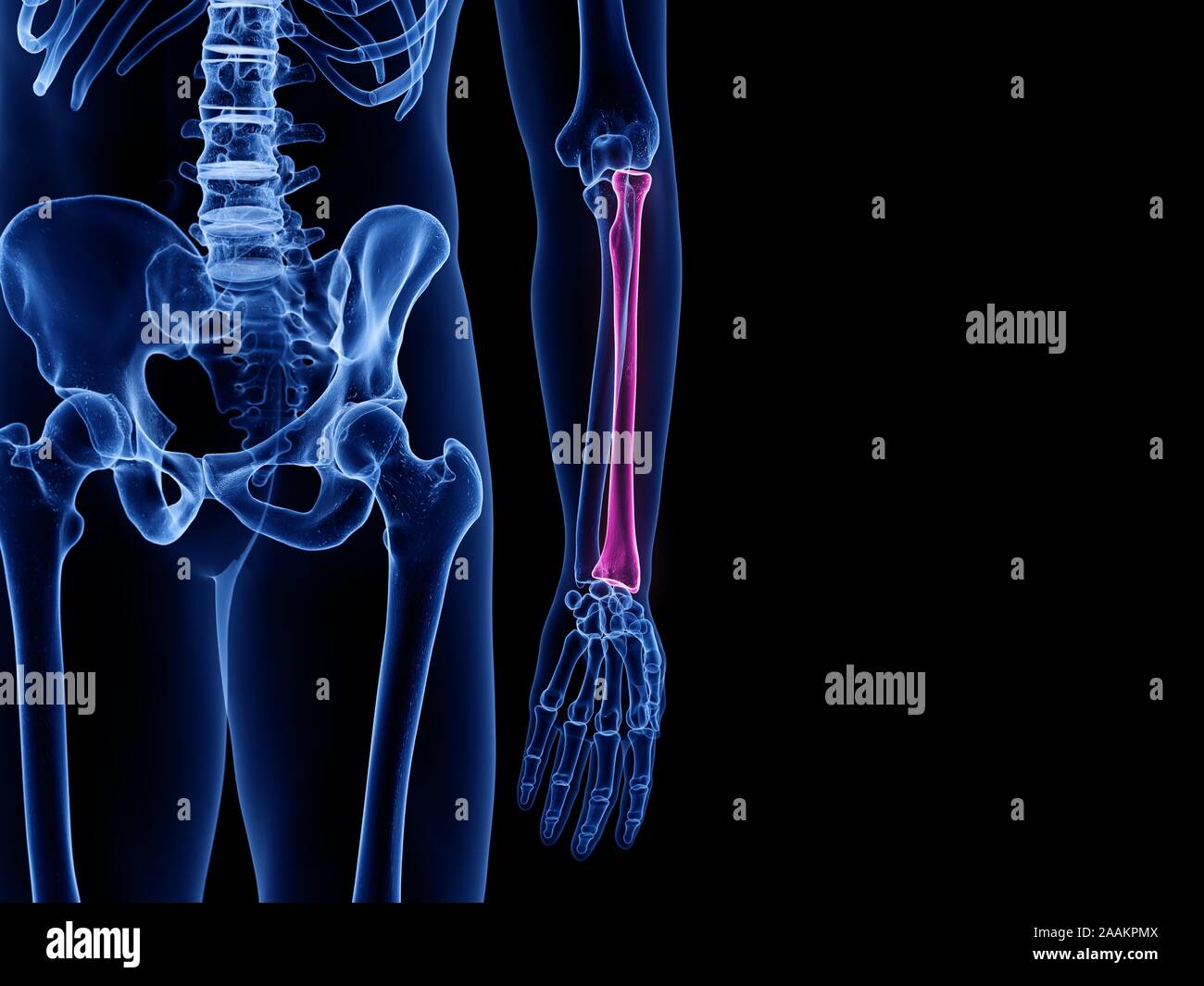Radius bone, computer illustration Stock Photo - Alamy