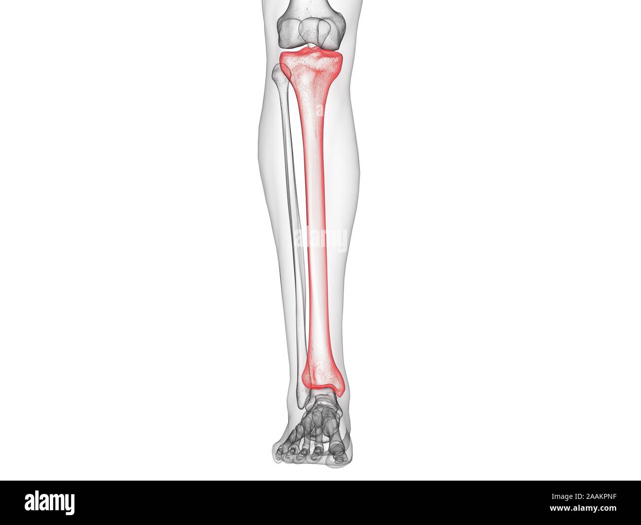 Tibia bone hi-res stock photography and images - Alamy