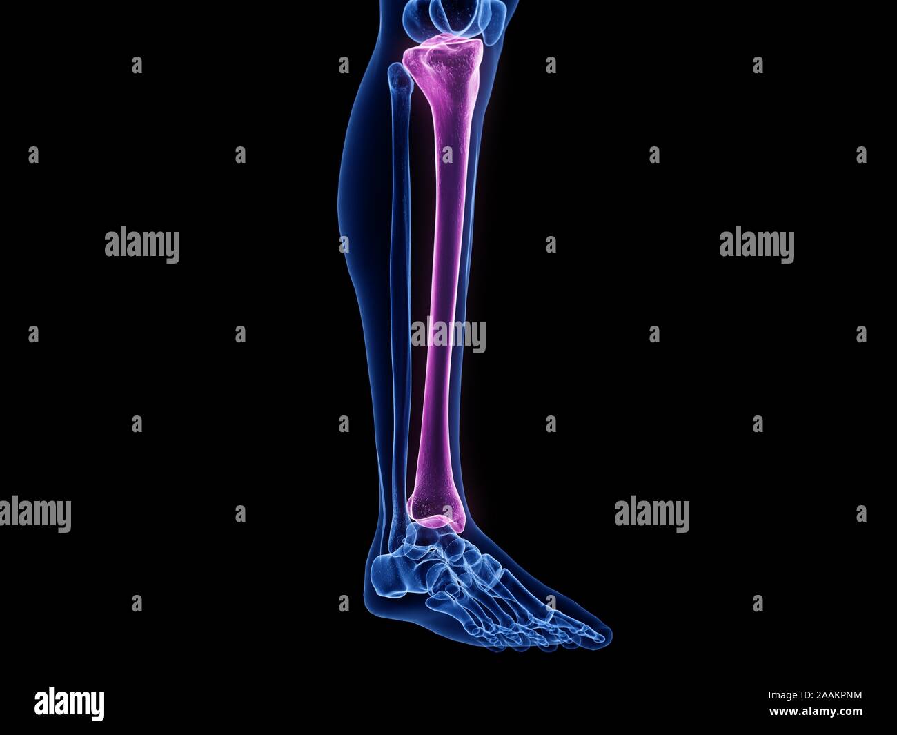 Tibia bone, computer illustration Stock Photo - Alamy