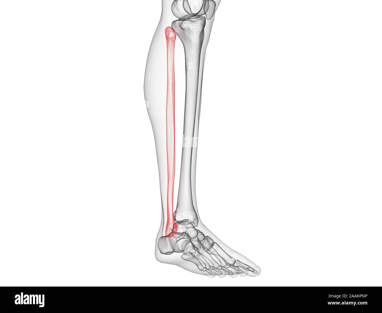 Fibula bone, computer illustration Stock Photo - Alamy