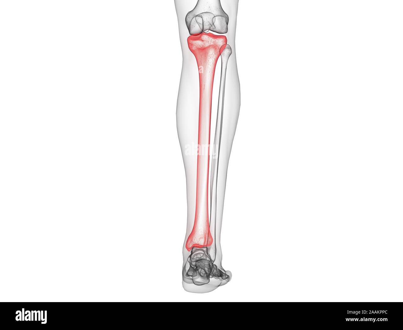 Tibia bone, computer illustration Stock Photo - Alamy