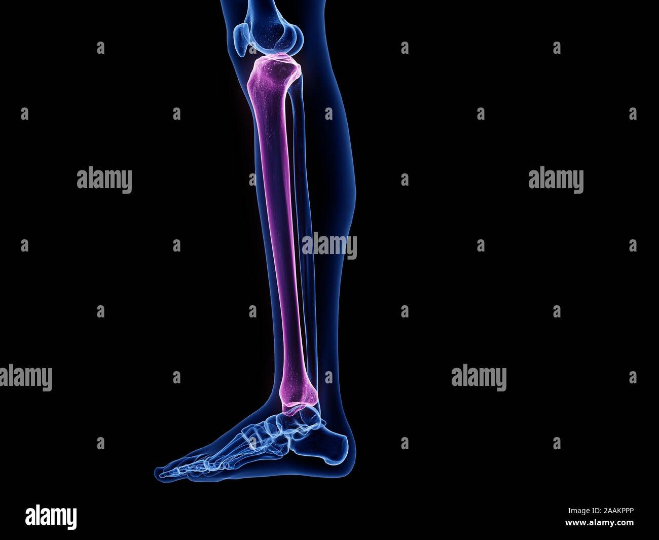 Tibia bone, computer illustration Stock Photo - Alamy