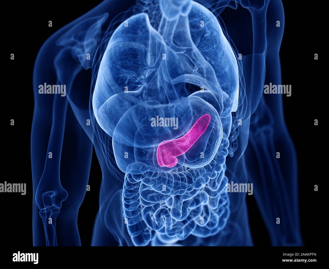 Pancreas , computer illustration Stock Photo - Alamy