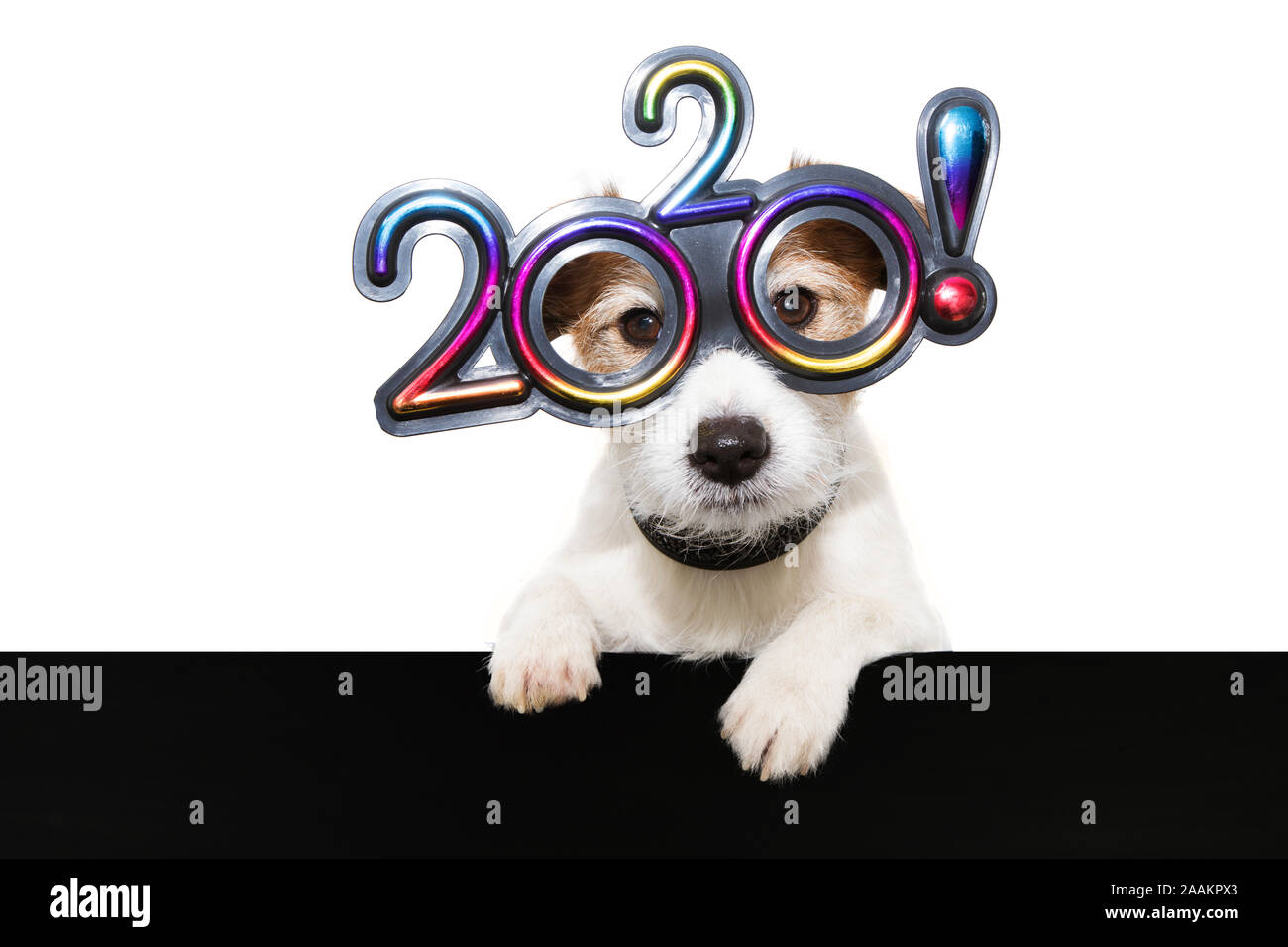 dog new year with paws over black edge. wearing glasses with the text ...