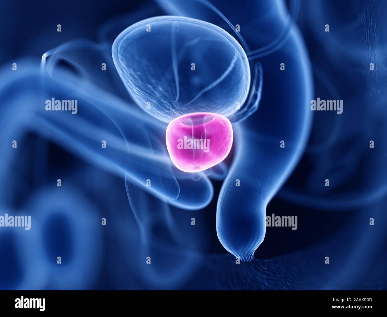 Prostate, computer illustration Stock Photo - Alamy