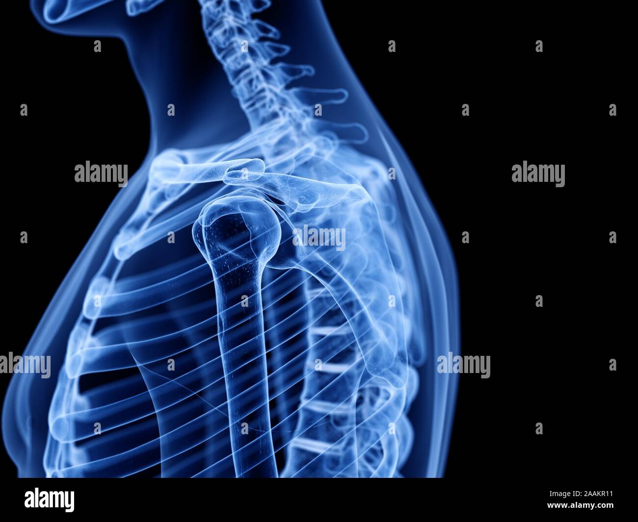 Shoulder bones, computer illustration Stock Photo - Alamy