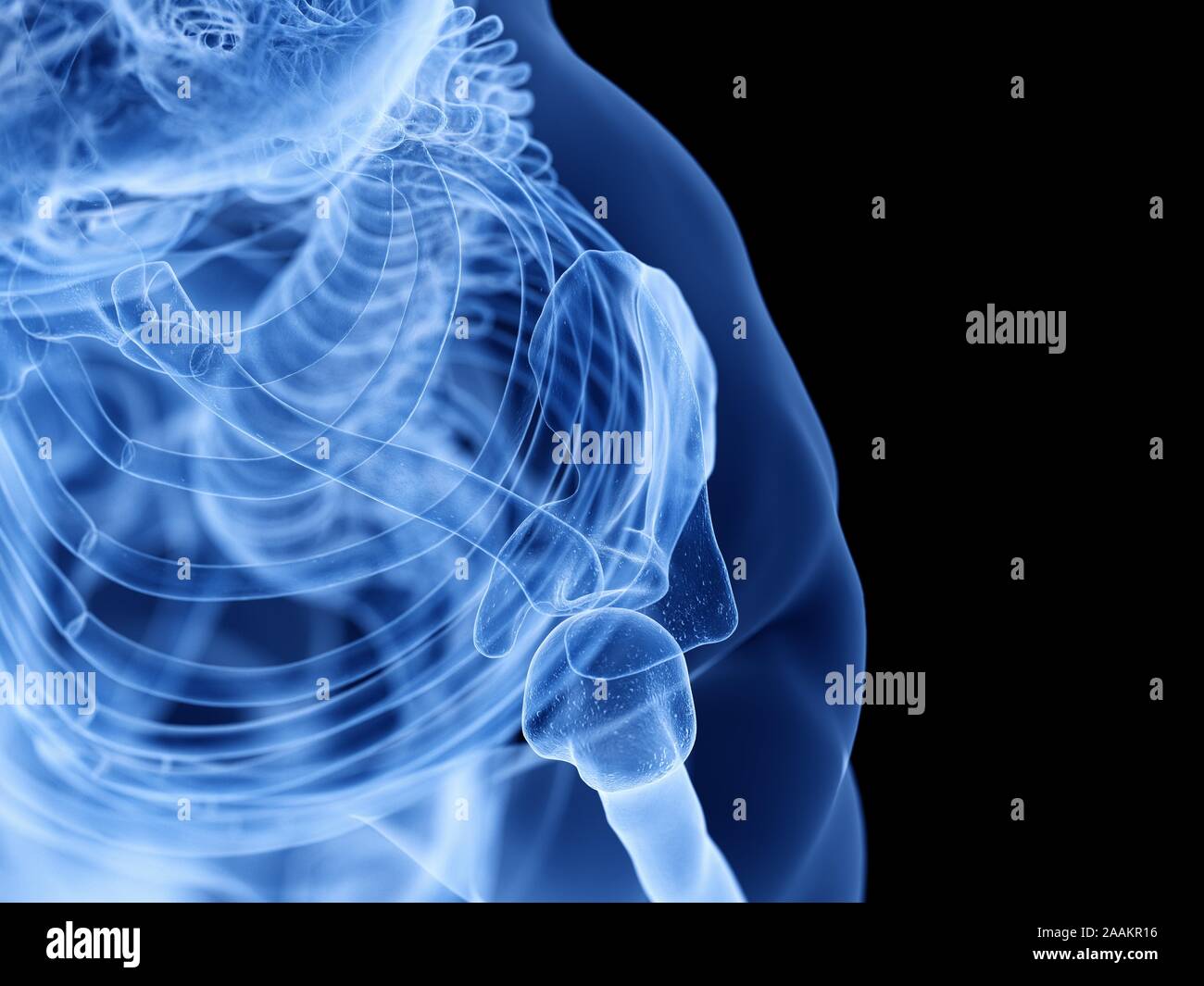 Shoulder bones, computer illustration Stock Photo - Alamy