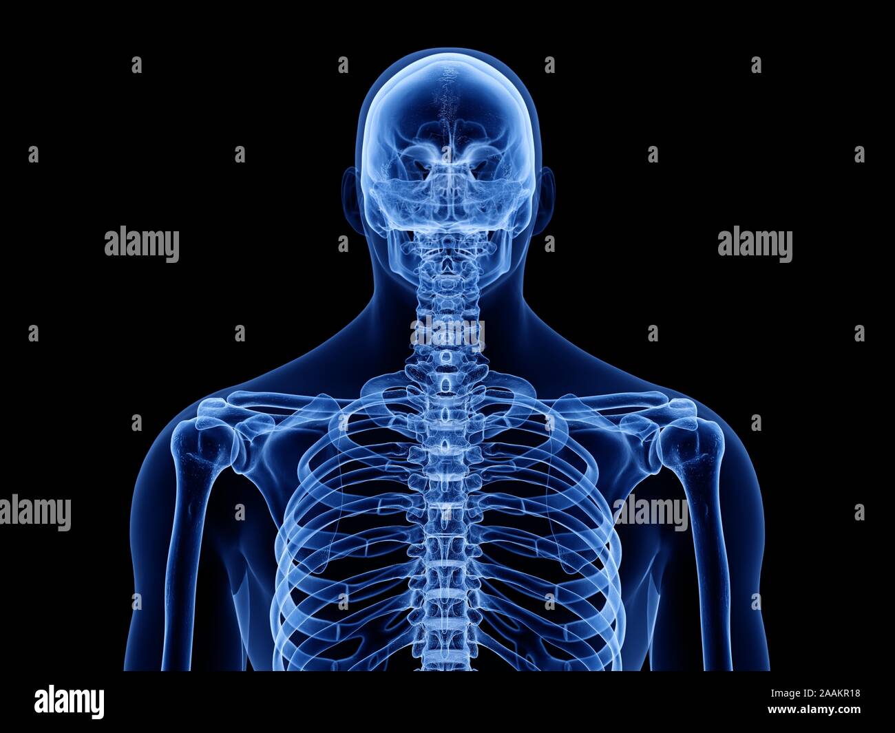 Upper skeletal body, computer illustration Stock Photo - Alamy