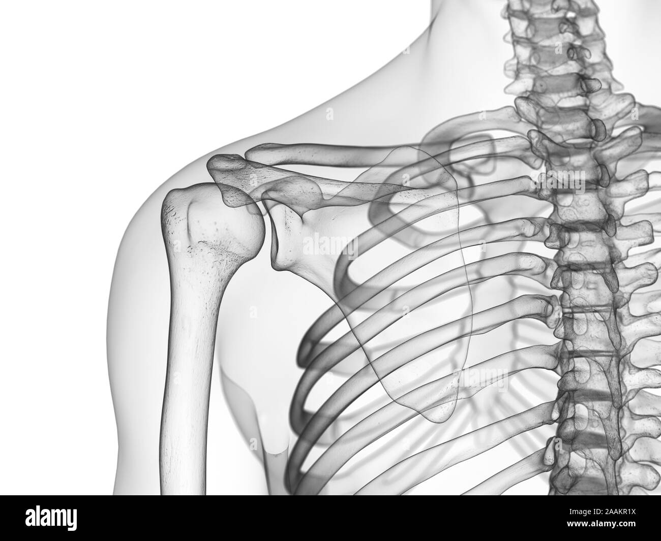 Shoulder bones, computer illustration Stock Photo - Alamy
