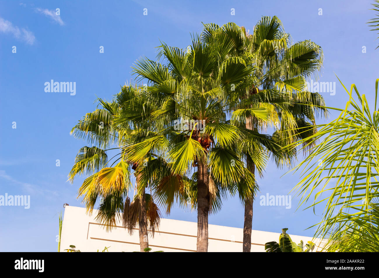 Trio palm trees hi-res stock photography and images - Alamy