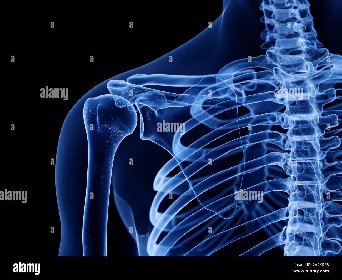 Shoulder bones, computer illustration Stock Photo - Alamy