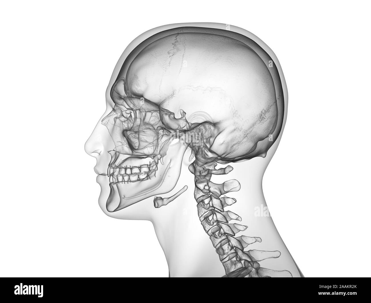 Skull human illustration Black and White Stock Photos & Images - Alamy