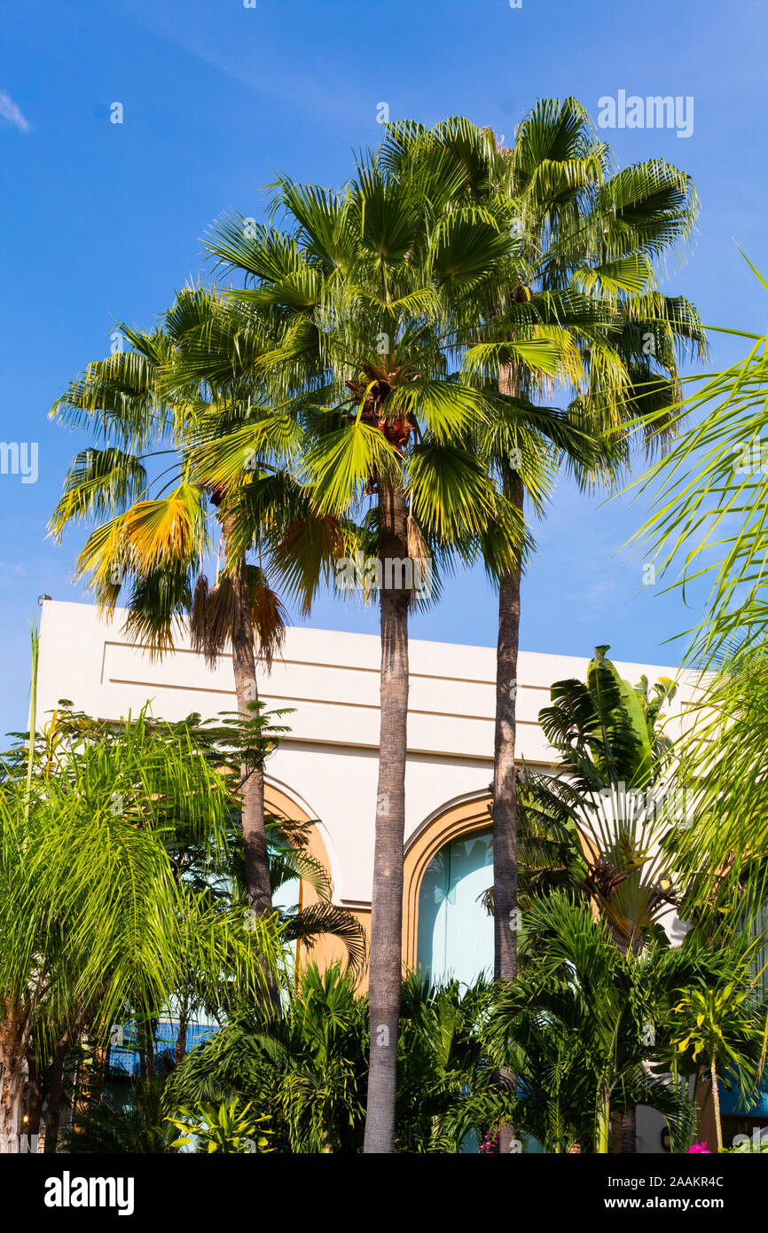 trio of palm trees receiving the morning sun Stock Photo - Alamy