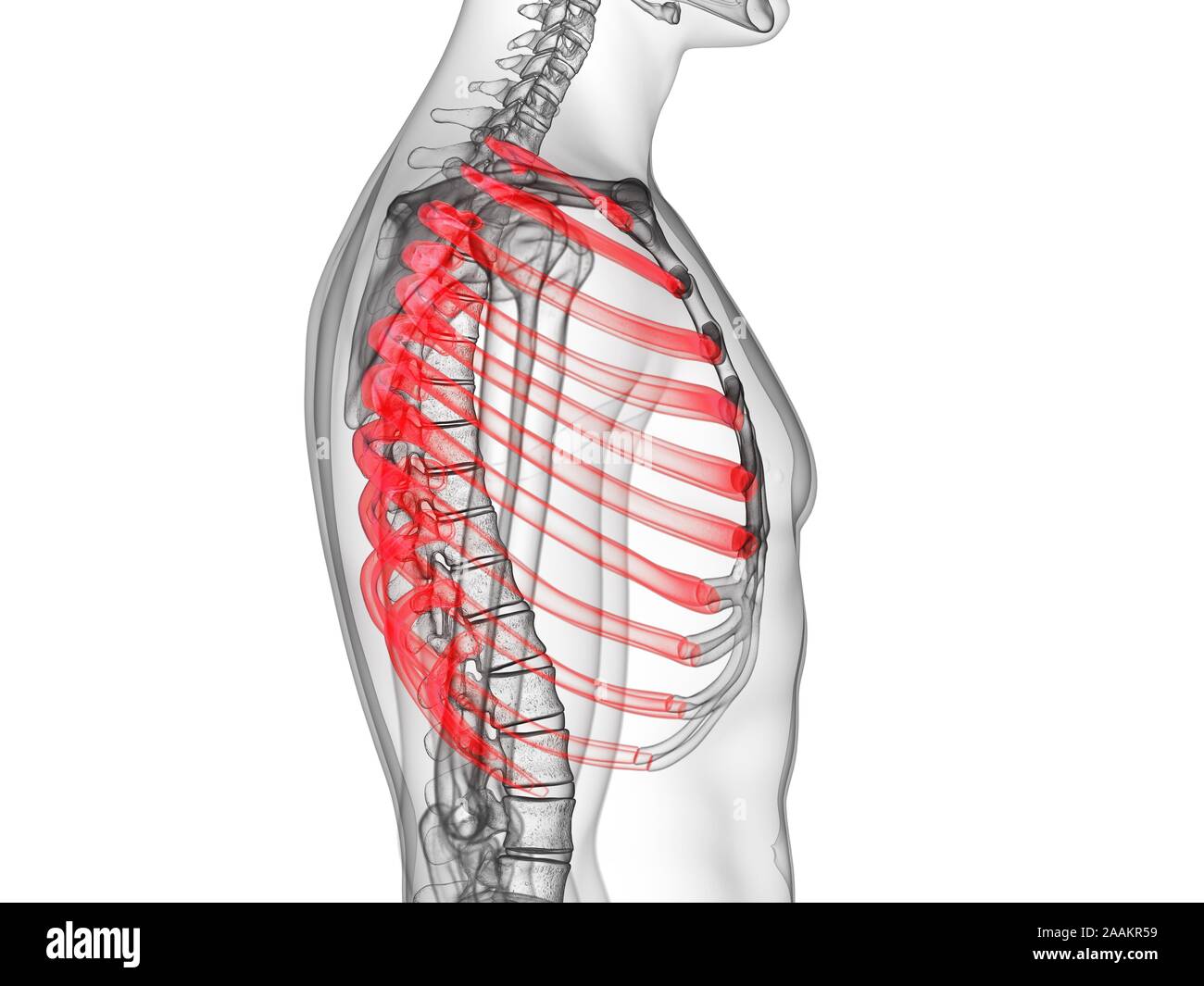 Ribs, computer illustration Stock Photo - Alamy