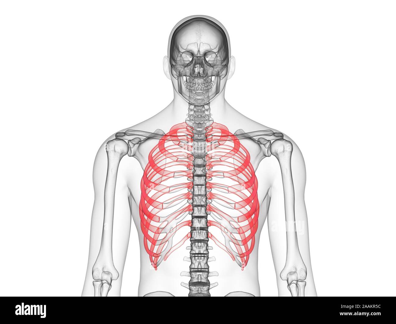 Ribs, computer illustration Stock Photo - Alamy