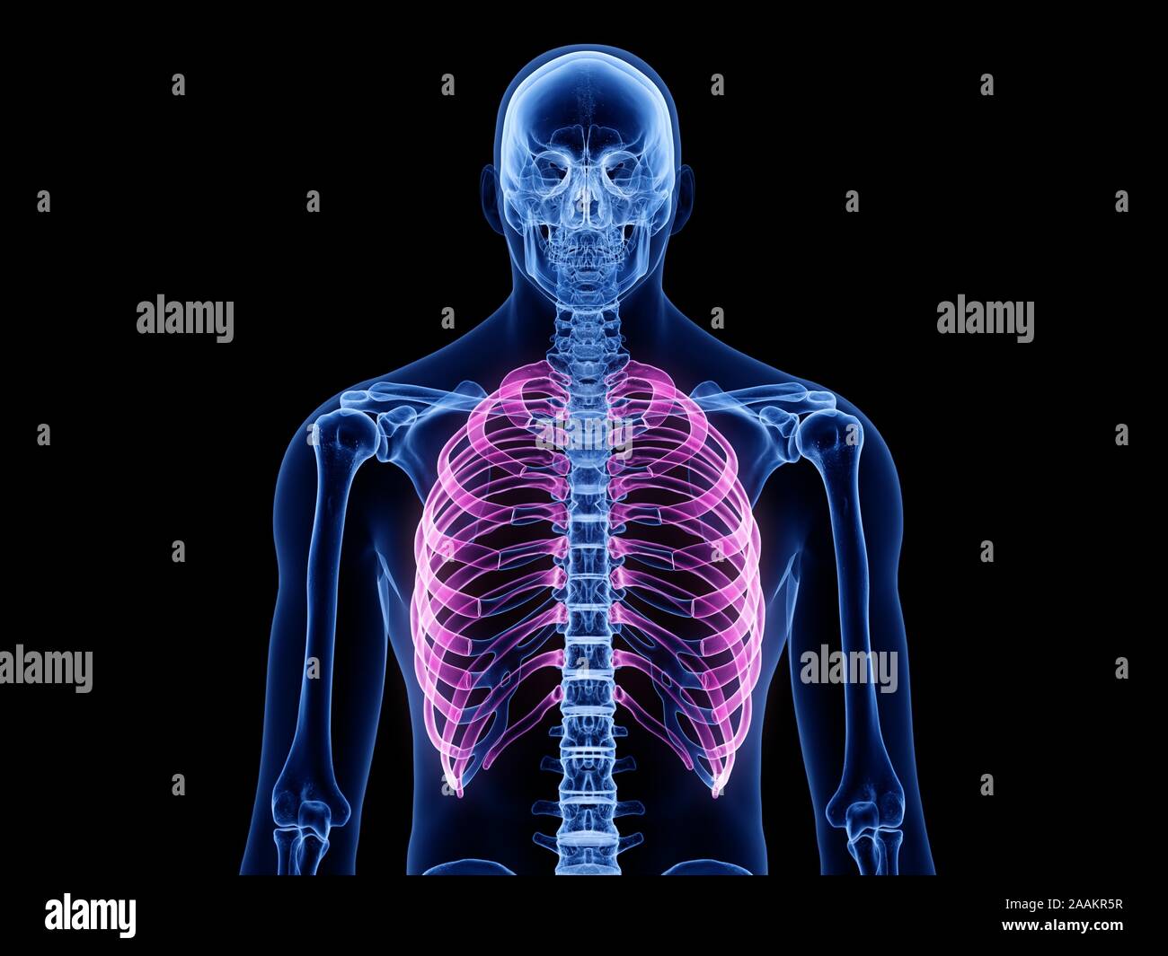 Ribs, computer illustration Stock Photo - Alamy