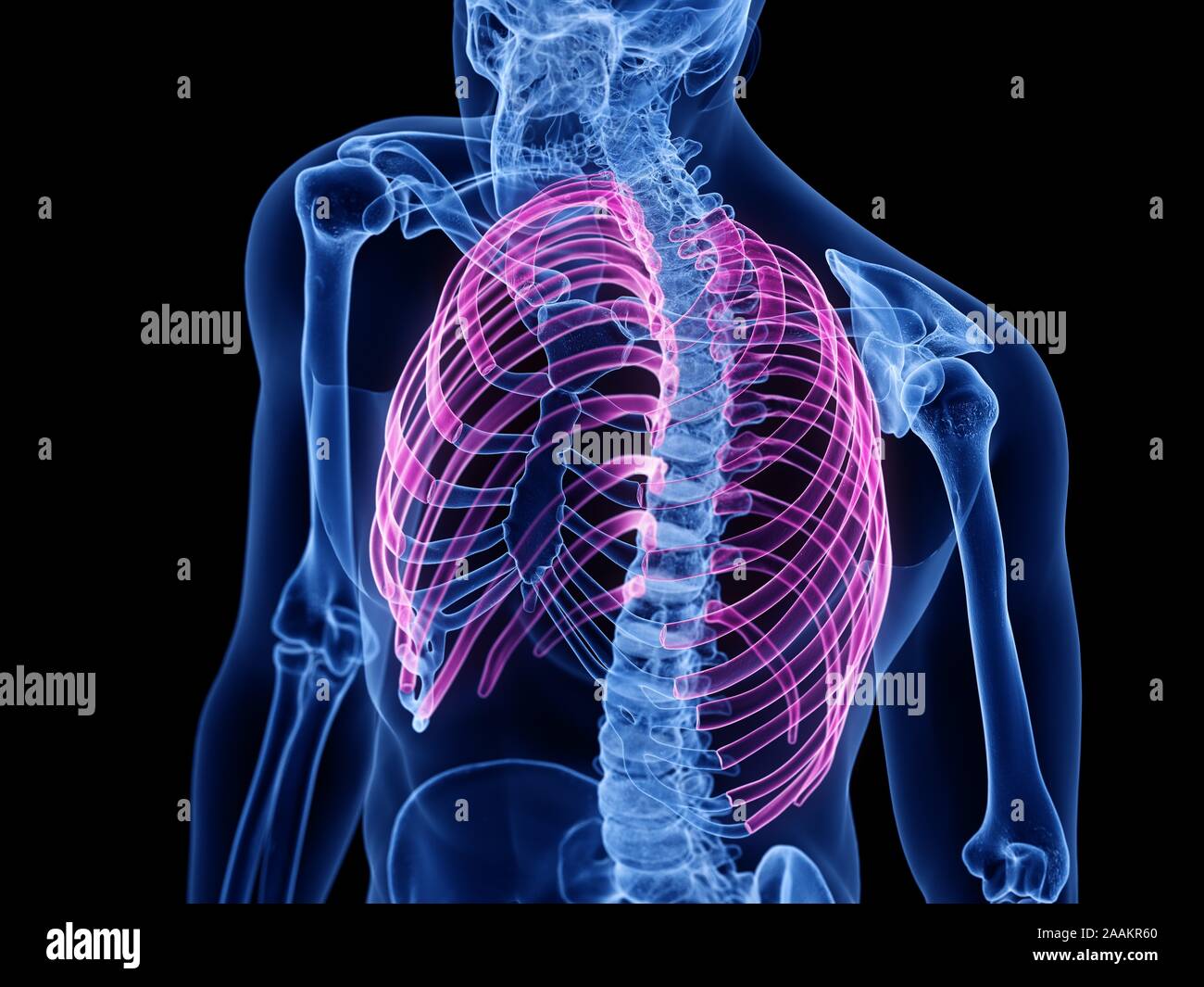 Human rib 3d illustration hi-res stock photography and images - Alamy