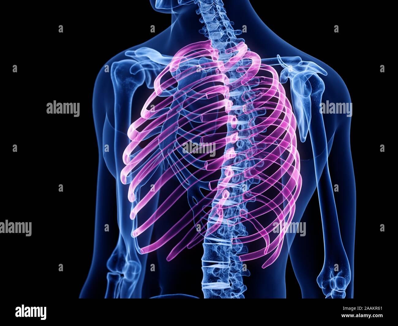 Ribs, computer illustration Stock Photo - Alamy
