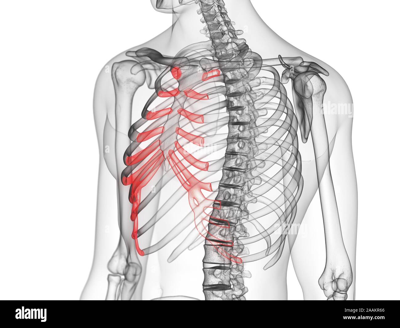 Costal cartilage hi-res stock photography and images - Alamy