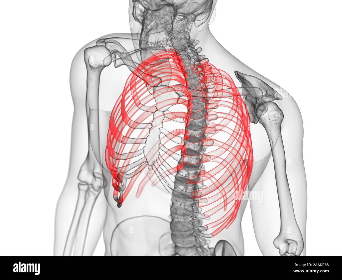 Ribs, computer illustration Stock Photo - Alamy