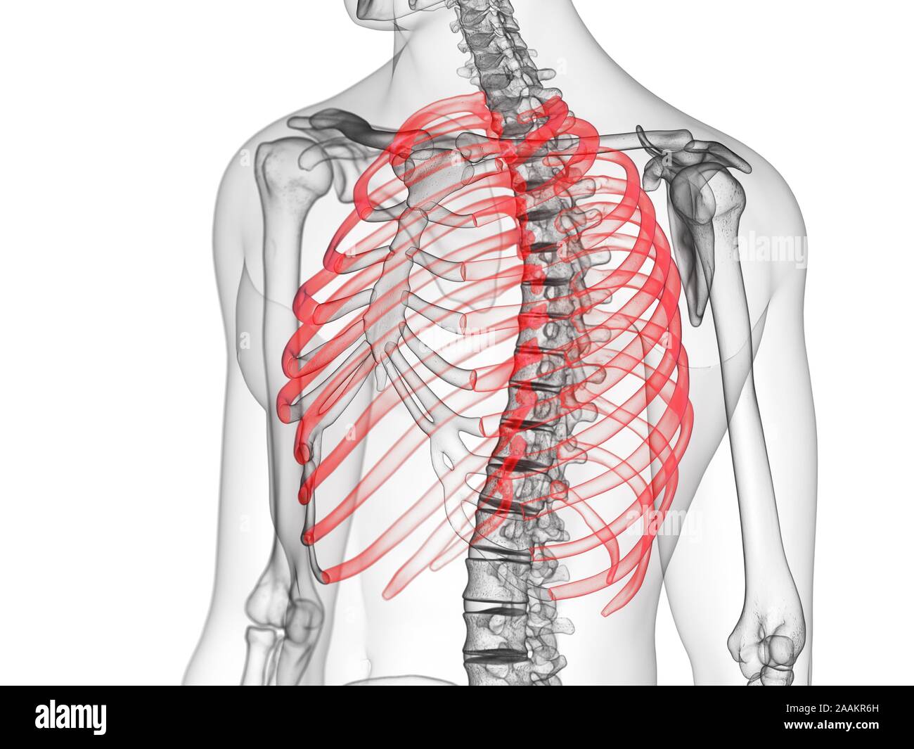 Ribs, computer illustration Stock Photo - Alamy