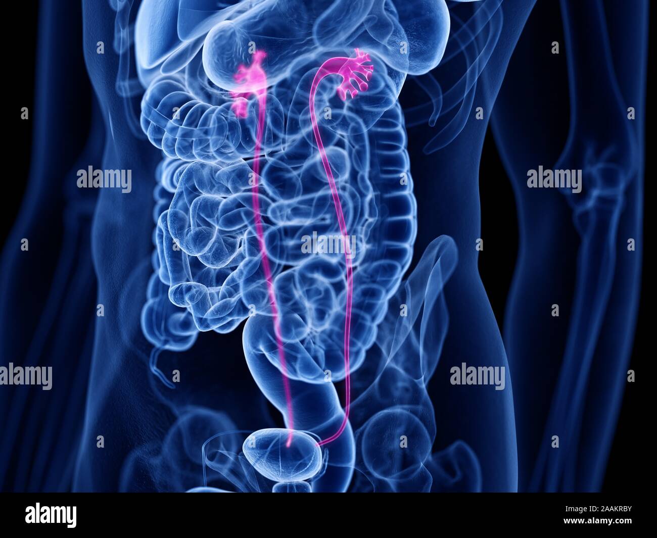 Ureter Wikipedia