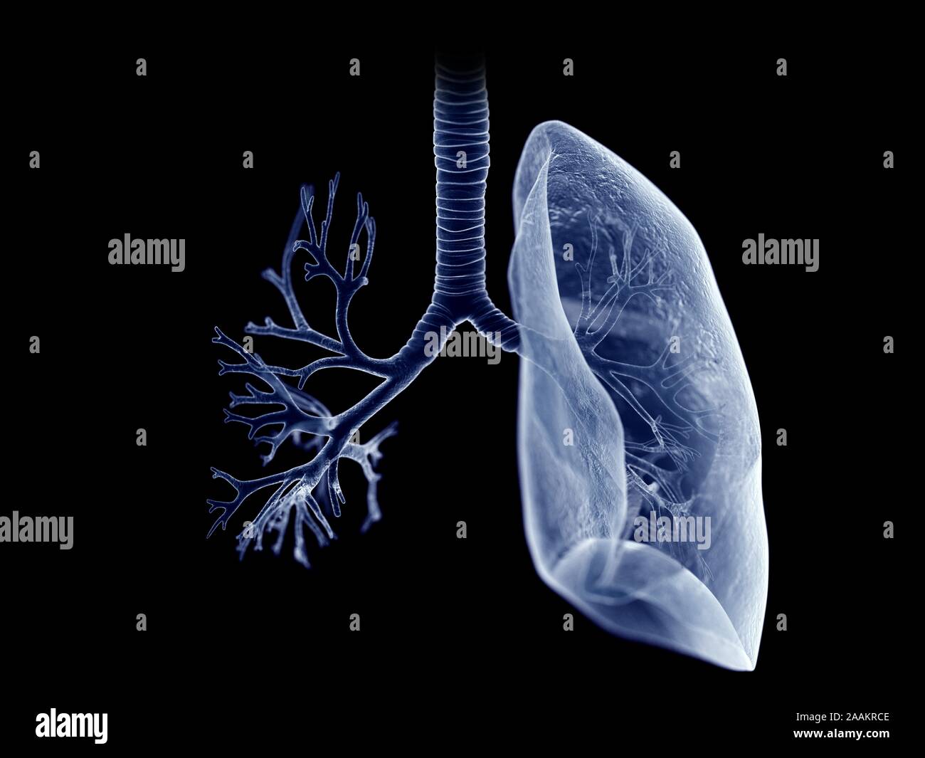 Lung and bronchi, computer illustration Stock Photo - Alamy