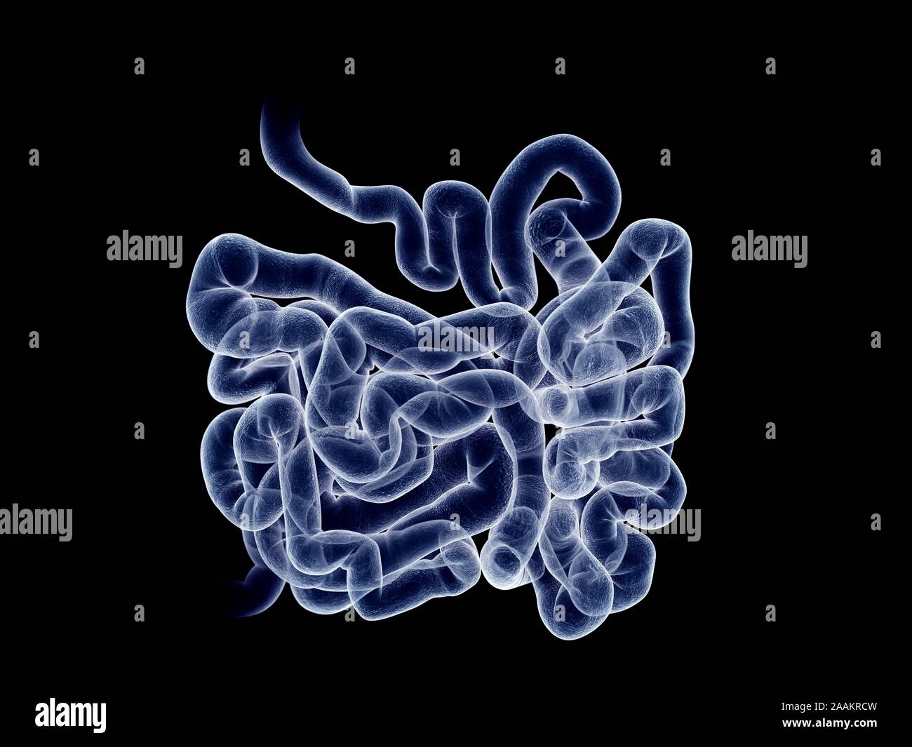 Small intestine, computer illustration Stock Photo - Alamy