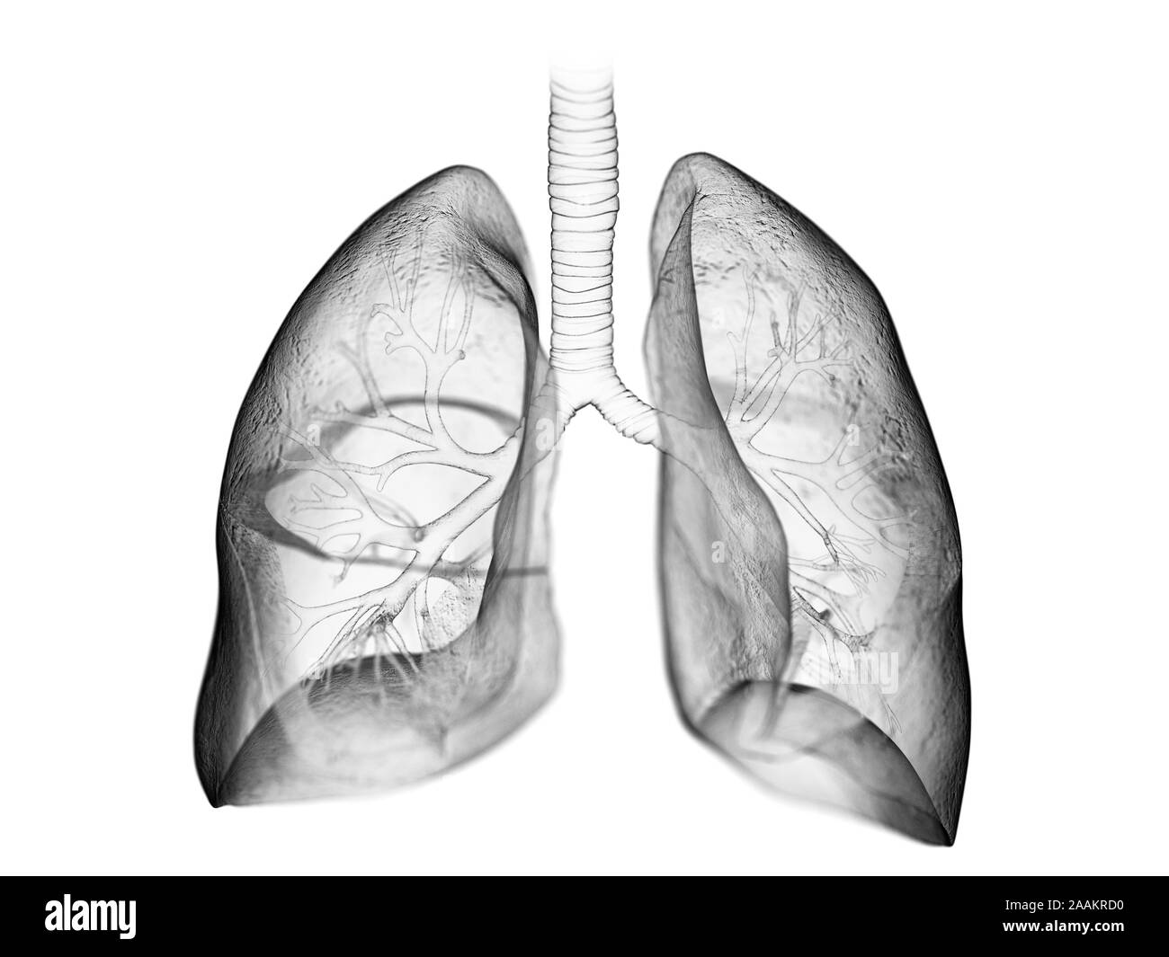 Lung, computer illustration Stock Photo - Alamy