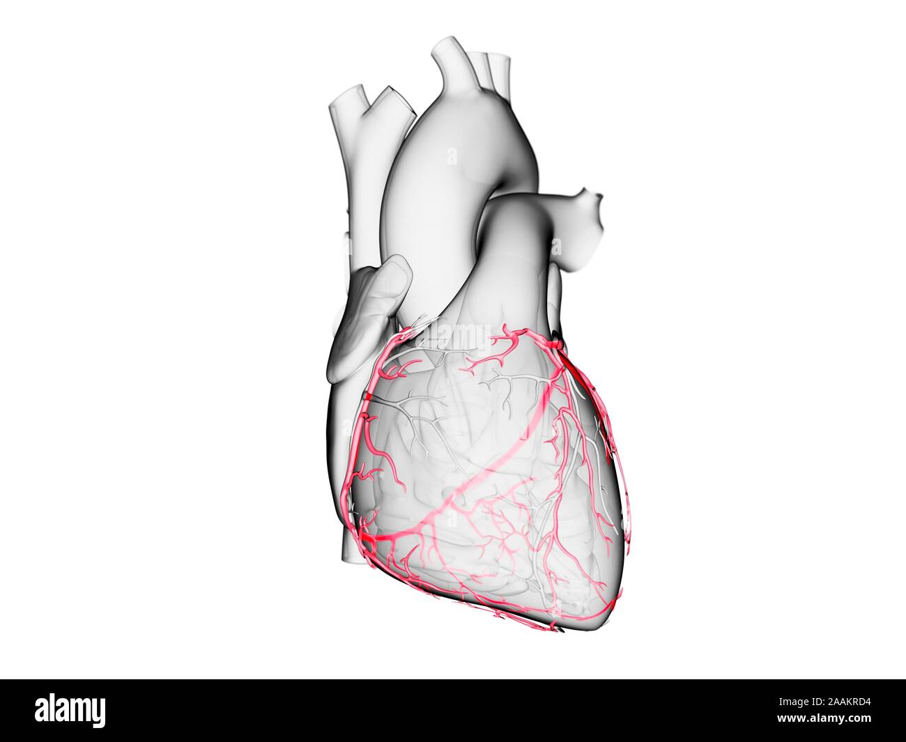 Coronary arteries, computer illustration Stock Photo - Alamy