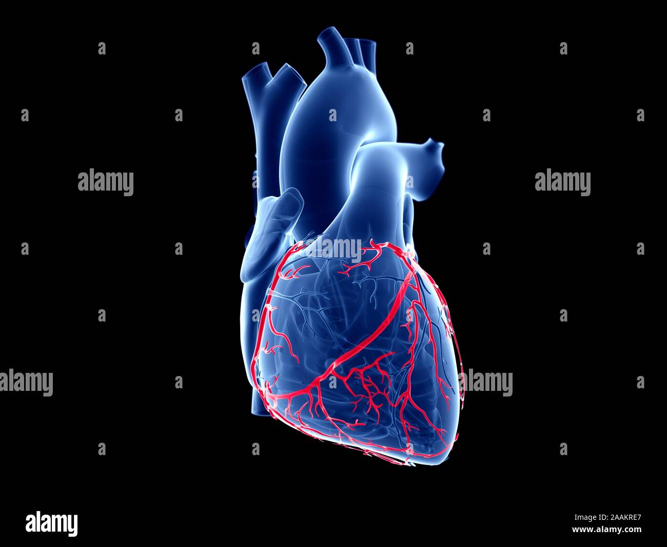 Coronary arteries, computer illustration Stock Photo - Alamy