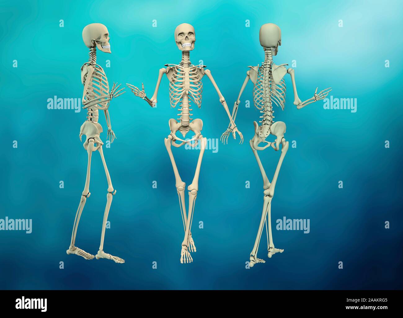 Three human skeletons, illustration Stock Photo - Alamy