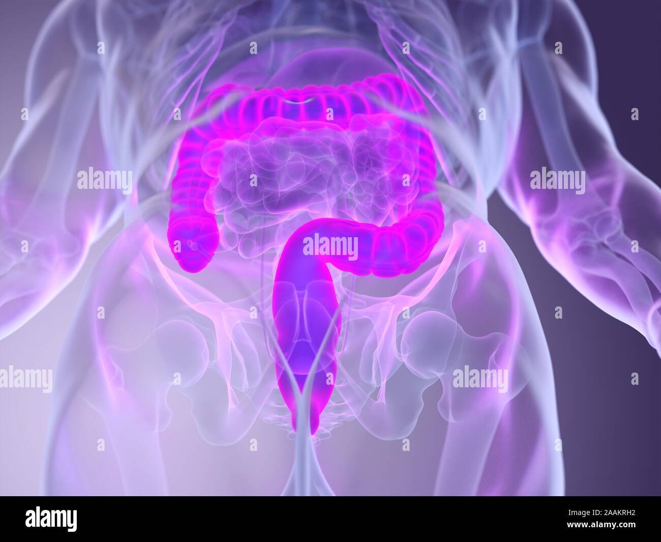 Male colon, computer illustration Stock Photo - Alamy
