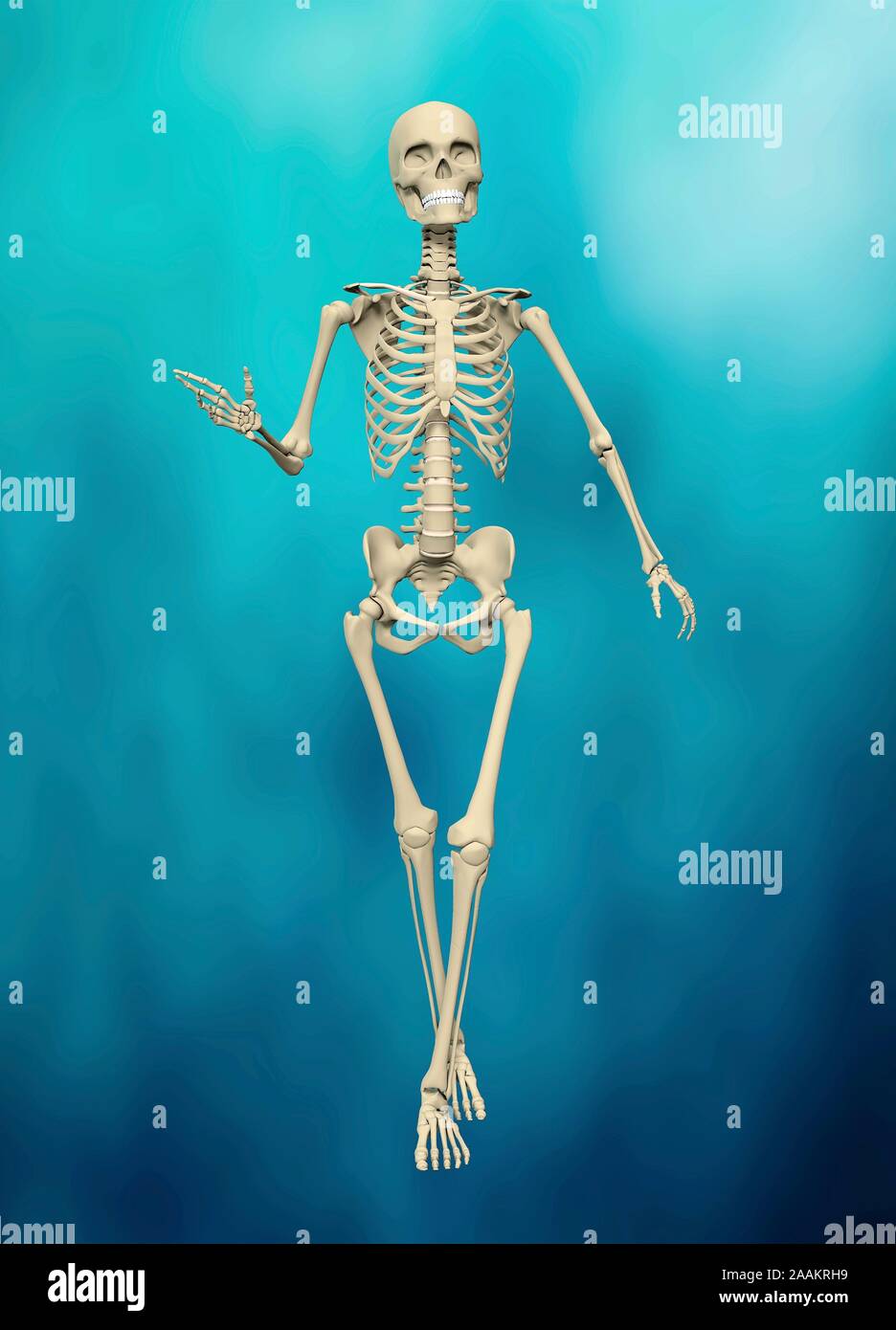 Human skeleton standing, illustration Stock Photo - Alamy