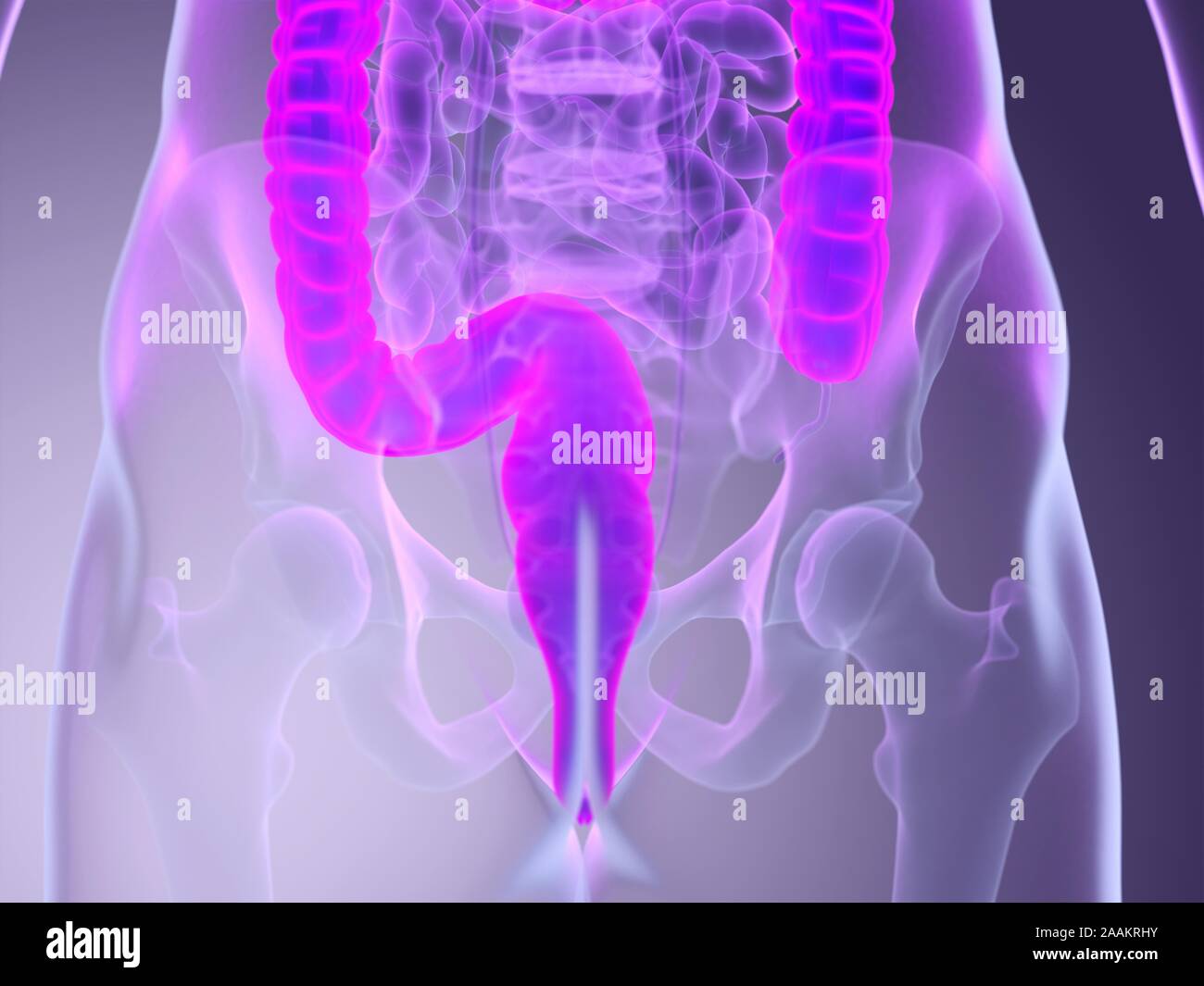 Male colon, computer illustration Stock Photo - Alamy