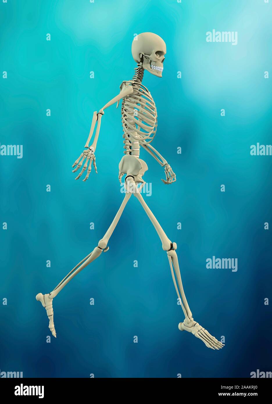 Human skeleton walking, illustration Stock Photo - Alamy