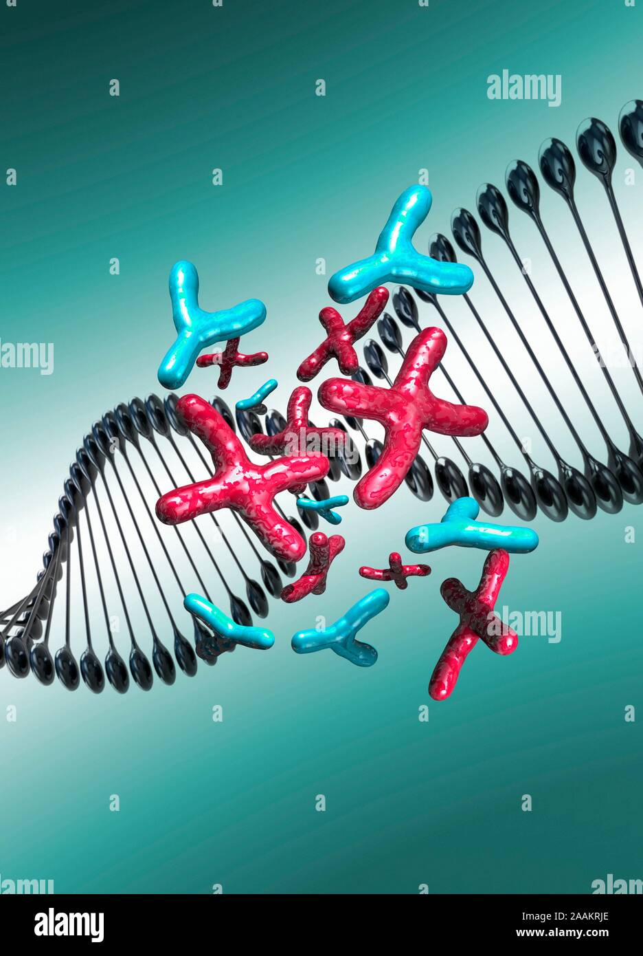 X y chromosomes hi-res stock photography and images - Alamy