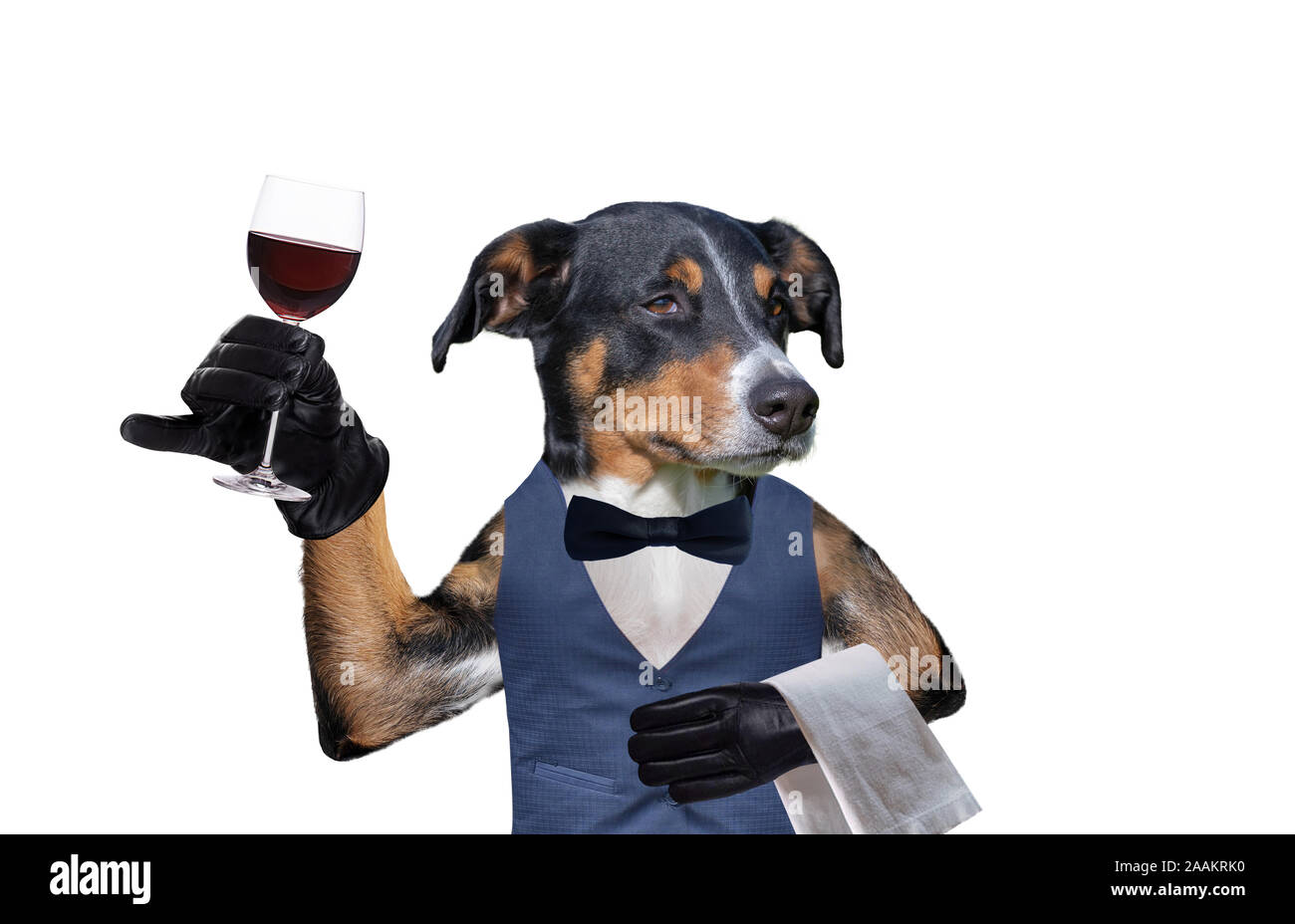 Dog waiter with a glass of wine. Isolated on white Background Stock ...