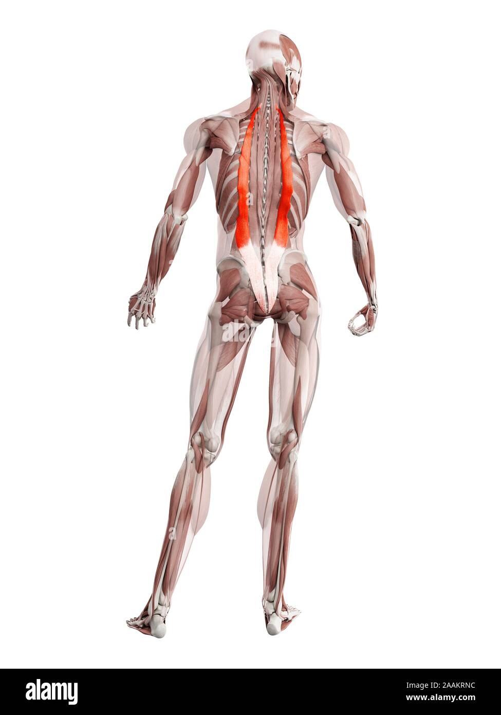 Iliocostalis muscle, computer illustration Stock Photo - Alamy