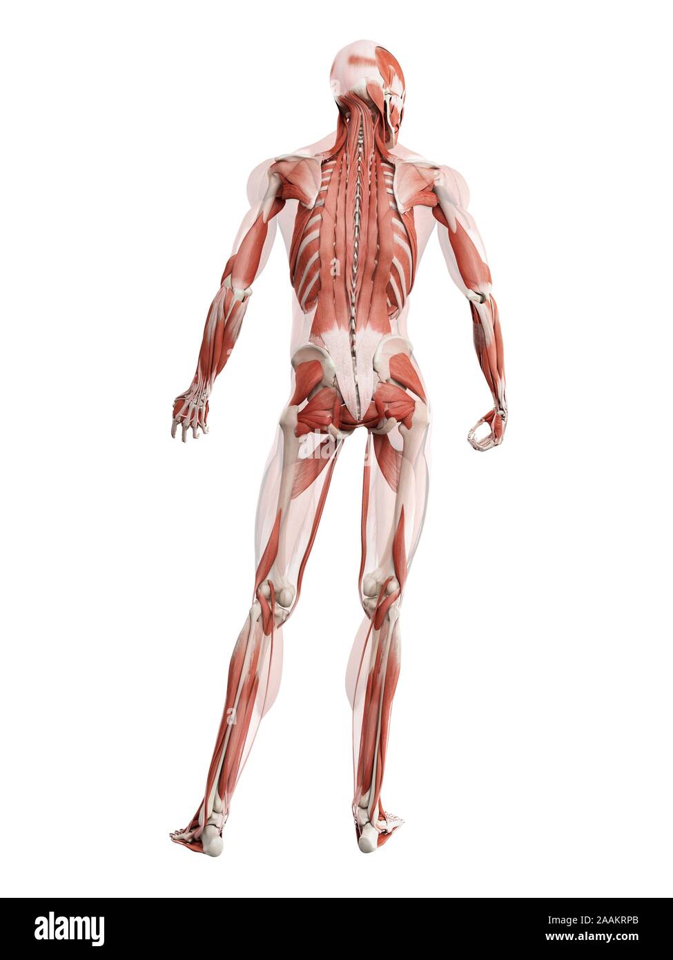 Deep back muscles, computer illustration Stock Photo - Alamy