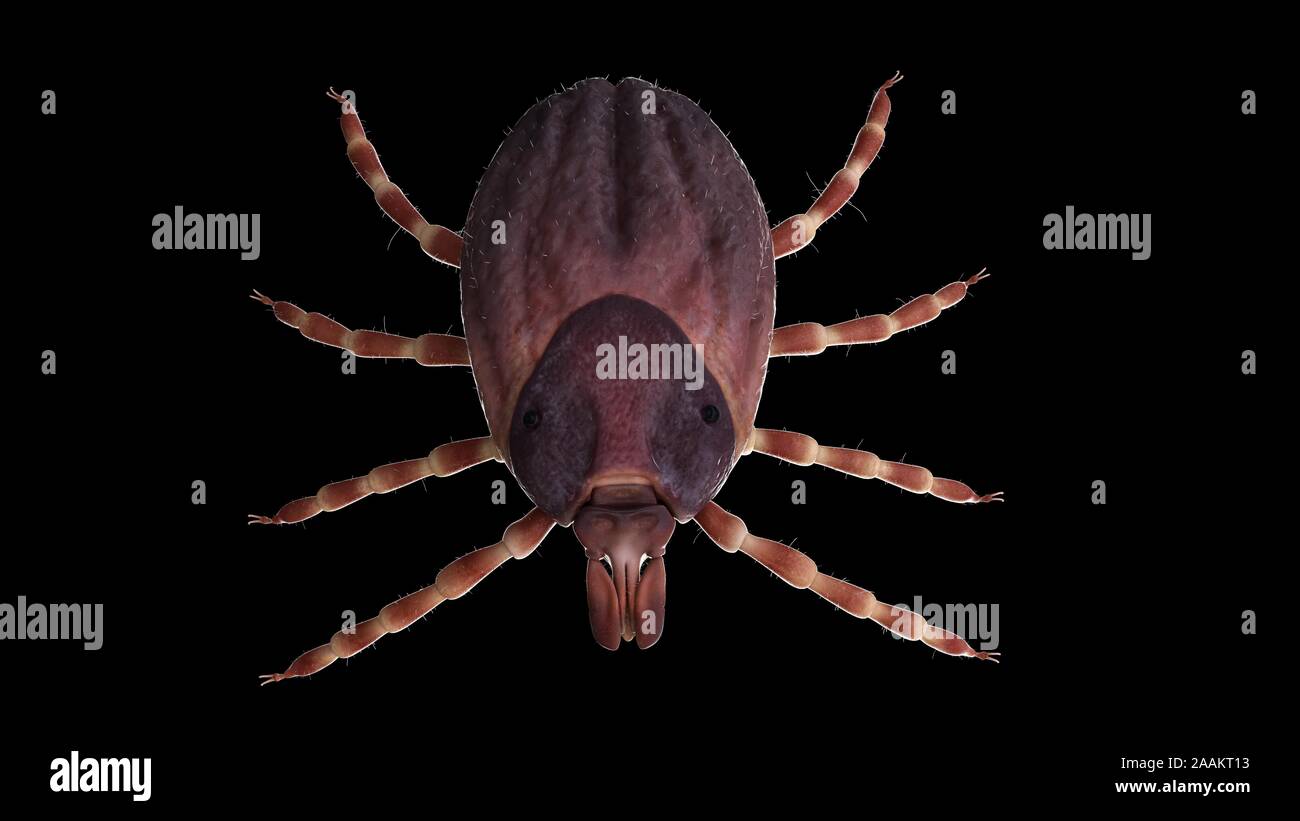 Hyalomma tick hi-res stock photography and images - Alamy